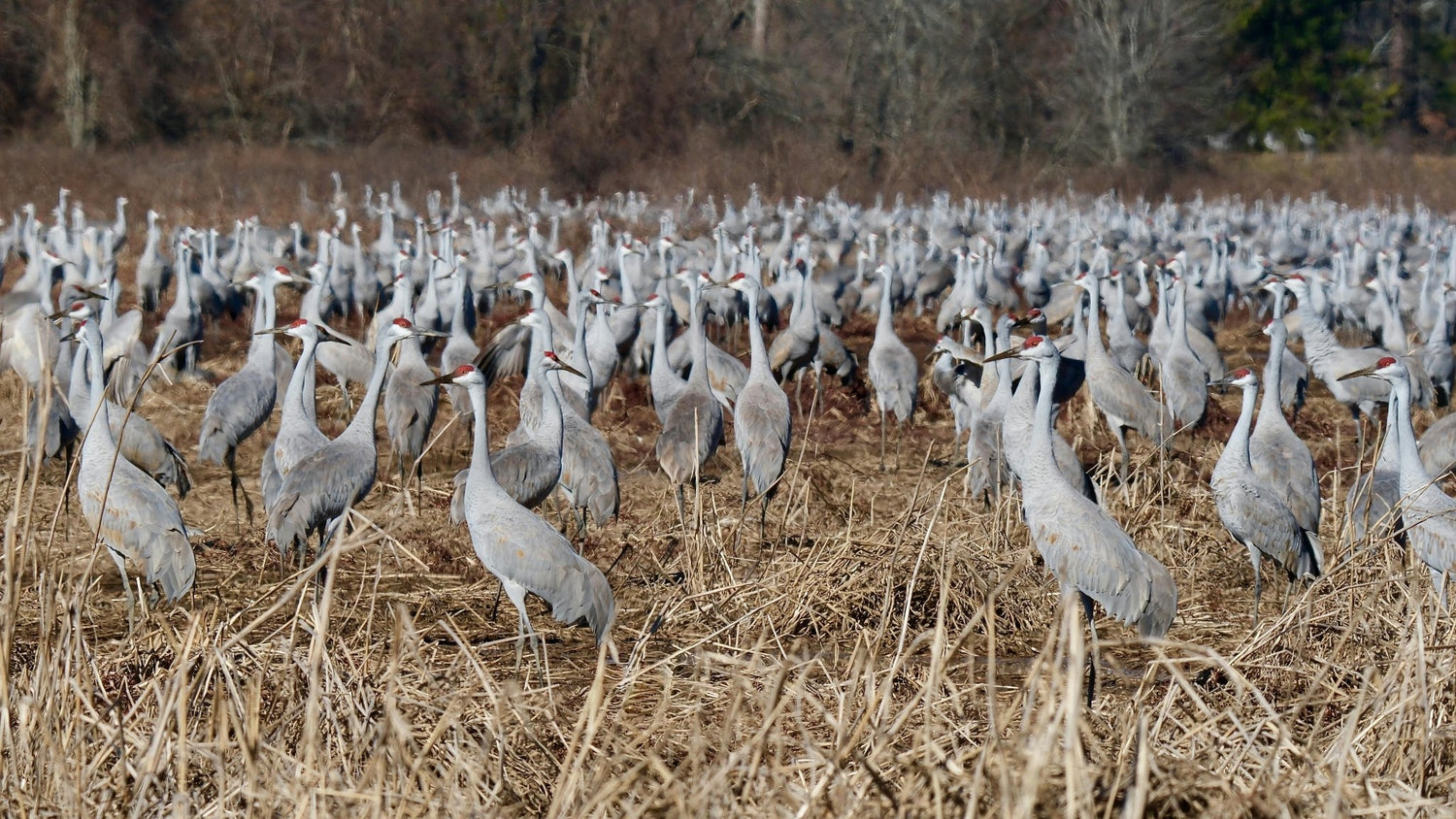 The Fascinating World of Tracking Bird Migration | Swooply Shop